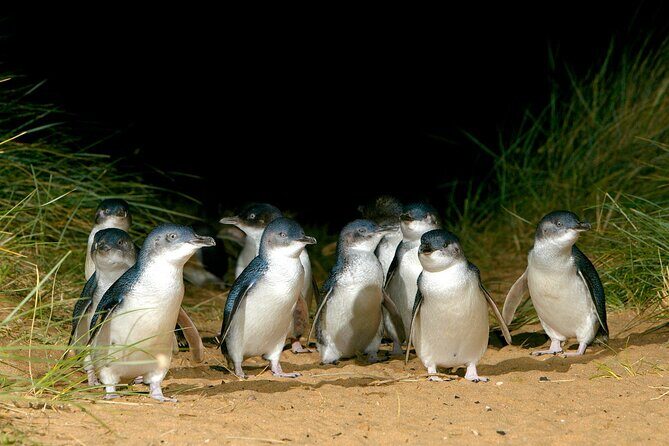 Full-Day Penguins and Wildlife Nature Experience from Melbourne - Transportation, Group Size, and Overall Value