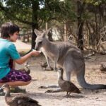 Full-Day Phillip Island Tour with Kangaroo, Koala and Penguin Parade - What the Tour Does Well