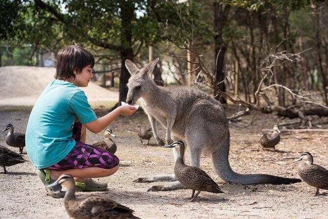 Full-Day Phillip Island Tour with Kangaroo, Koala and Penguin Parade - What the Tour Does Well