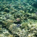 Full-day Phu Quoc Island Snorkeling Adventure - What Makes This Tour Special?