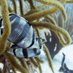 Full-Day Playa del Carmen Reef Diving Activity - The Value & Practical Considerations
