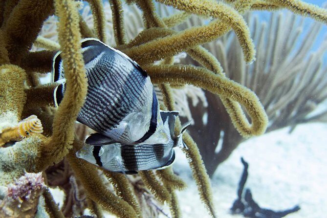 Full-Day Playa del Carmen Reef Diving Activity - The Value & Practical Considerations