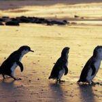 Full-Day Private Australian Wildlife Tour of Phillip Island - The Experience: What Sets It Apart