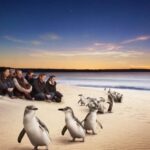 Full-Day Private Australian Wildlife Tour of Phillip Island - Itinerary Breakdown: What to Expect at Each Stop