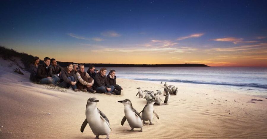 Full-Day Private Australian Wildlife Tour of Phillip Island - Itinerary Breakdown: What to Expect at Each Stop