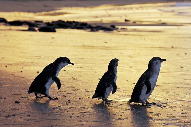 Full-Day Private Australian Wildlife Tour of Phillip Island - The Experience: What Sets It Apart