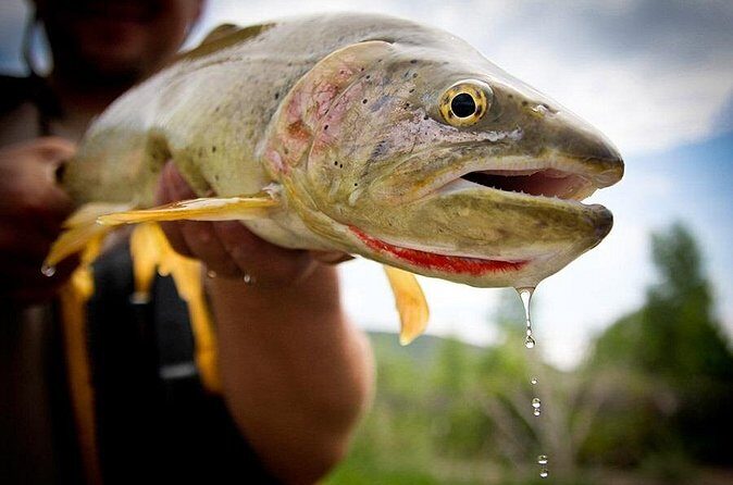 Full Day Private Fly Fishing in Yellowstone - Authentic Experiences & Guest Feedback