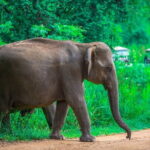Full-Day Private Safari Tour to Ranthambore National Park - The Itinerary in Detail