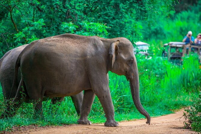 Full-Day Private Safari Tour to Ranthambore National Park - The Itinerary in Detail