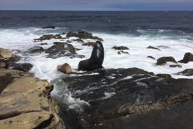 Full Day Private SD Tour from Pacific Beach - Why This Tour Offers Great Value