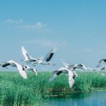 Full-Day Private Tour of Zhalong Nature Reserve from Harbin - Final Thoughts: Is This Tour Right for You?