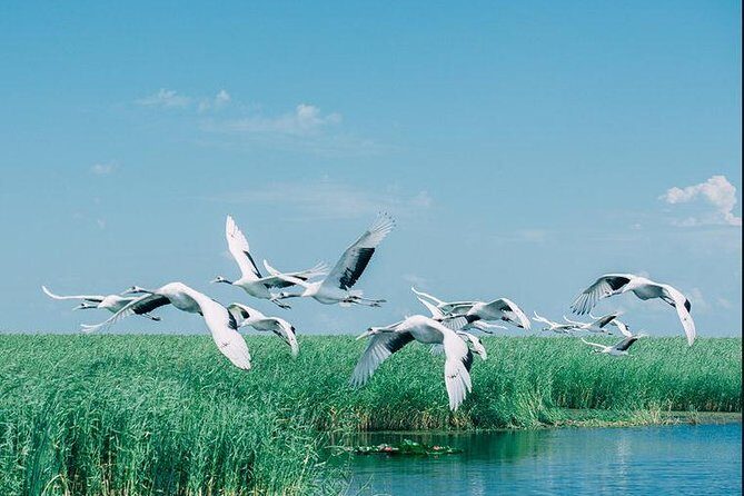 Full-Day Private Tour of Zhalong Nature Reserve from Harbin - Final Thoughts: Is This Tour Right for You?