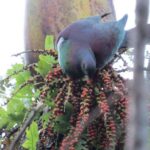 Full-Day Rainforest Getaway in Northland - A Deep Dive into the Northland Rainforest Experience