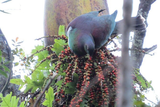 Full-Day Rainforest Getaway in Northland - A Deep Dive into the Northland Rainforest Experience