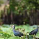 Full Day Safari at Bundala With Picnic Lunch from Hambantota Harbor - Exploring the Full Itinerary and What You Can Expect