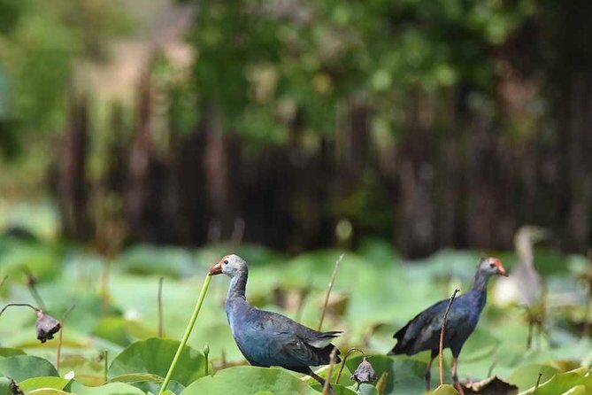 Full Day Safari at Bundala With Picnic Lunch from Hambantota Harbor - Exploring the Full Itinerary and What You Can Expect