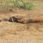Full Day Safari ( The Best for Leopards ) in Yala - The Itinerary in Detail