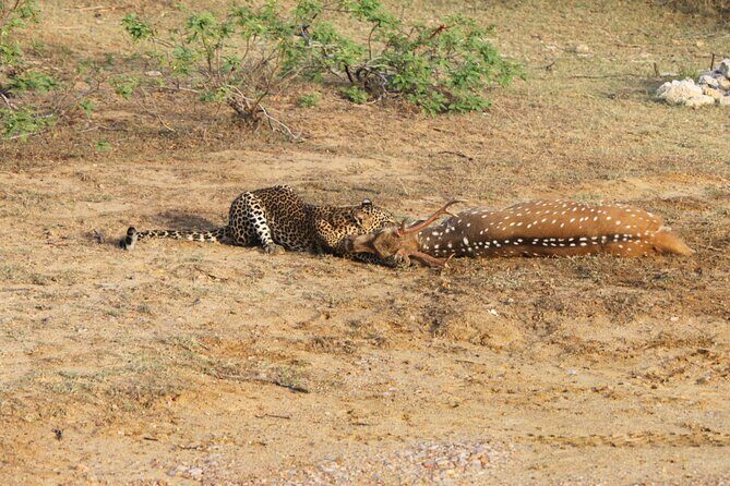 Full Day Safari ( The Best for Leopards ) in Yala - The Itinerary in Detail
