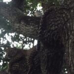 Full Day Safari Tour in Yala National Park - Who Will Love This Safari?