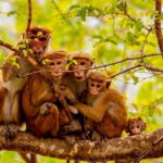 Full Day Safari Tour Yala - Deep Dive into the Itinerary