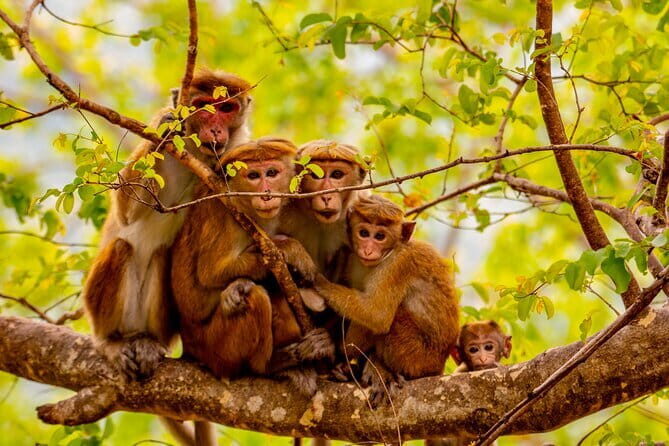 Full Day Safari Tour Yala - Deep Dive into the Itinerary