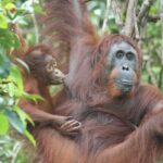 Full-Day Sepilok Orangutan and Proboscis Monkey from Sandakan or Kota Kinabalu - A practical look at the experience