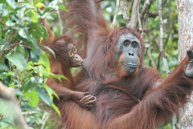 Full-Day Sepilok Orangutan and Proboscis Monkey from Sandakan or Kota Kinabalu - A practical look at the experience