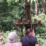Full-Day Sepilok Orangutan and Sandakan City Trail from Kota Kinabalu - A Stroll Through Sandakan Town and Beyond