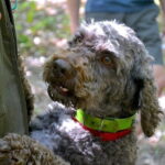 Full-Day Small-Group Truffle Hunting in Tuscany with Lunch - Authentic, Engaging, and Well-Rated Guides