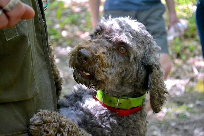 Full-Day Small-Group Truffle Hunting in Tuscany with Lunch - Authentic, Engaging, and Well-Rated Guides