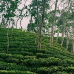 Full Day Sreemangal Tea Garden & National Park Hiking Tour - Authentic Experiences Can Be Rewarding