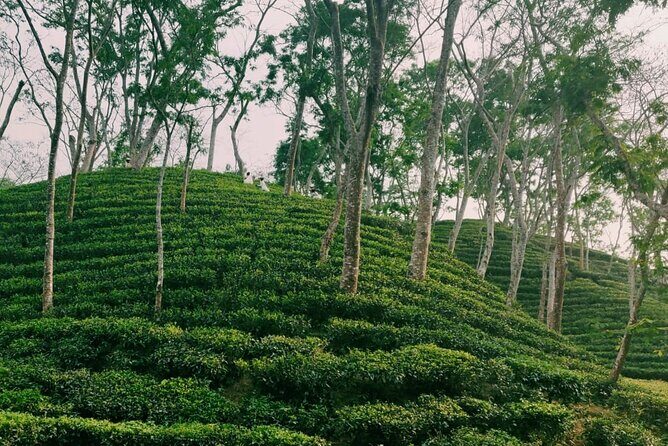 Full Day Sreemangal Tea Garden & National Park Hiking Tour - Authentic Experiences Can Be Rewarding