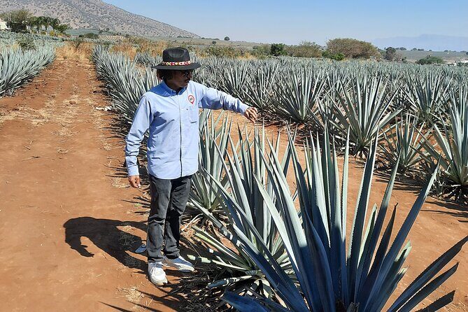Full-Day Tequila Tour from Guadalajara - Who Is This Tour Perfect For?