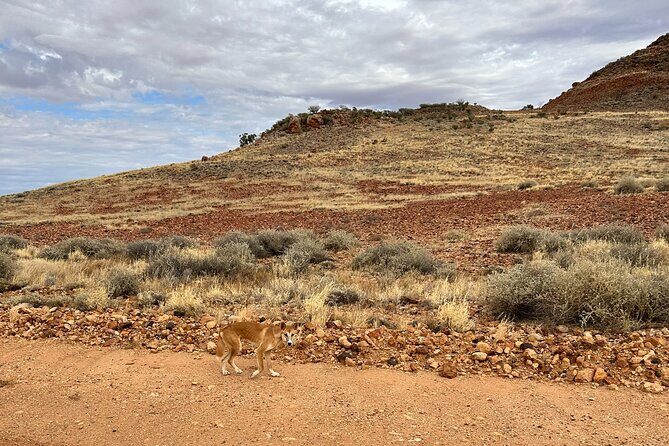 Full day The Painted Desert Tour in Outback South Australia - Why This Tour Is a Good Deal