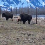 Full-day Tour in Turnagain - Deep Dive into the Itinerary