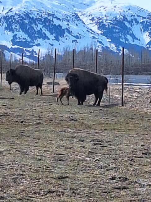Full-day Tour in Turnagain - Deep Dive into the Itinerary