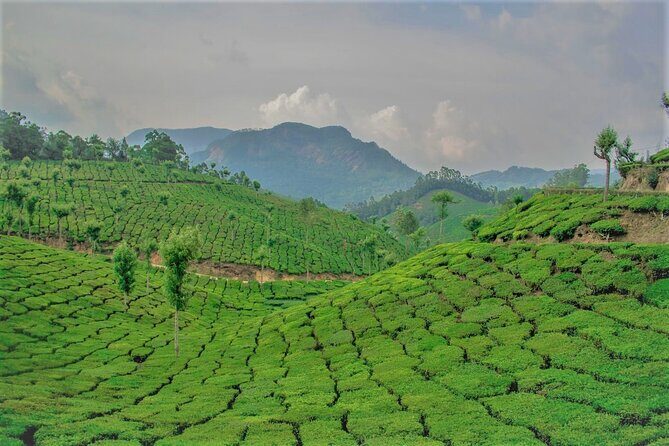 Full Day Tour Of Munnar With Lunch - Exploring the Heart of Munnar: A Detailed Review