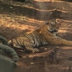 Full-Day Tour of Ranthambore from Jaipur - Who Would Love This Tour?