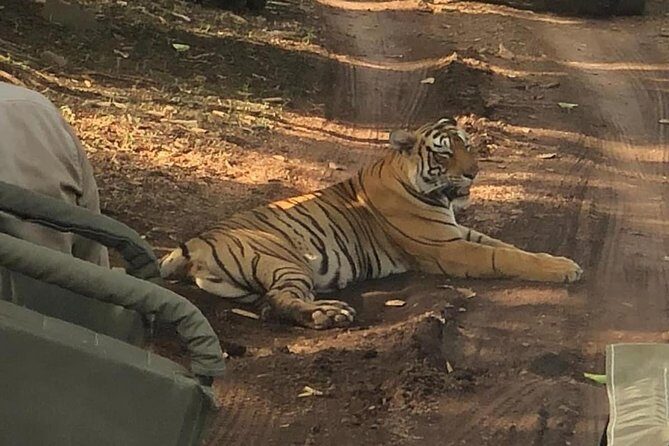 Full-Day Tour of Ranthambore from Jaipur - Who Would Love This Tour?