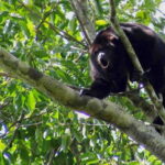 Full Day Tour to Cobá Ruins, Punta Laguna & Cenote - Punta Laguna: Wildlife, Jungle, and Adventure