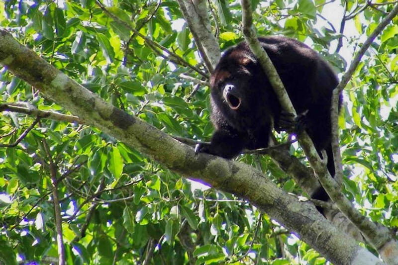 Full Day Tour to Cobá Ruins, Punta Laguna & Cenote - Punta Laguna: Wildlife, Jungle, and Adventure