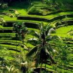 Full Day Ubud Tour Visit Waterfall, Monkey Forest, Rice Terrace - The Sum Up