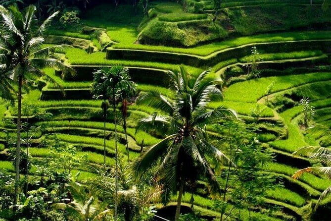 Full Day Ubud Tour Visit Waterfall, Monkey Forest, Rice Terrace - The Sum Up