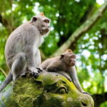 Full Day Ubud trip ATV Monkey Forest Tegalalang Rice Terrace - Who Should Consider This Tour?