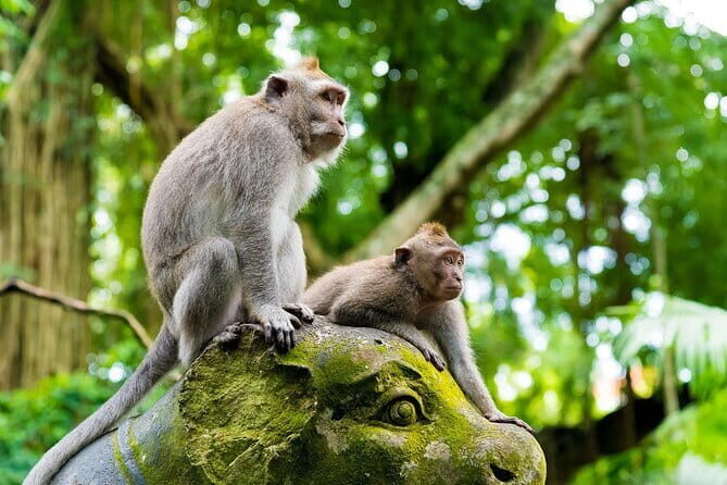 Full Day Ubud trip ATV Monkey Forest Tegalalang Rice Terrace - Who Should Consider This Tour?