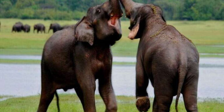 Full Day Udawalawe Safari Adventure with Lunch (Private) - Introduction: Why This Safari Stands Out