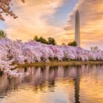 Full Day US Capitol Visit with Cherry Blossom & Potomac Cruise - In-Depth Review of the Tour Experience