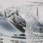 Full Day Whale Watching Campbell River - Assessing the Value and Experience