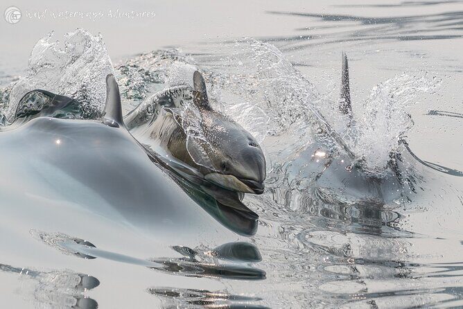 Full Day Whale Watching Campbell River - Assessing the Value and Experience