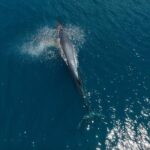 Full Day Wildlife Expedition in the Sea of Cortez - Snorkeling and Marine Observation